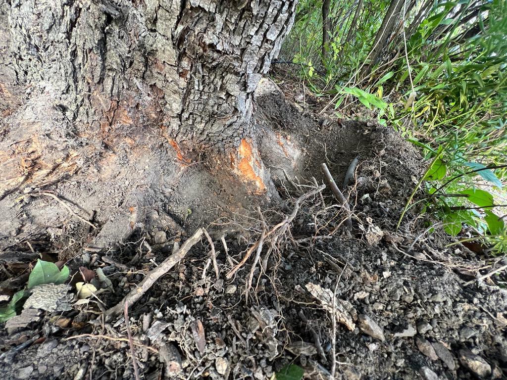 Arboreal Treatment